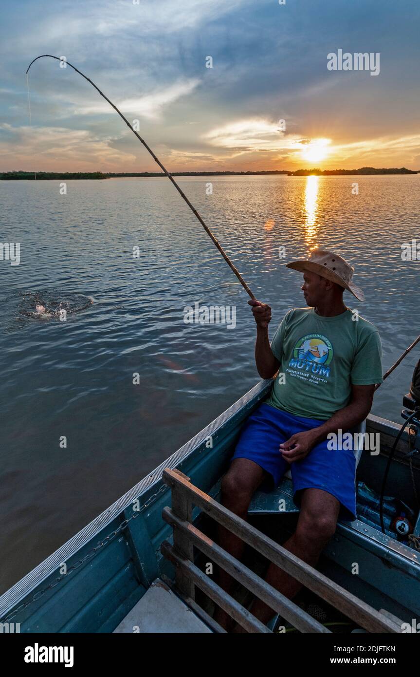 Ein brasilianischer Angler hooks einen Yellow-Belly Piranha in seinem ...