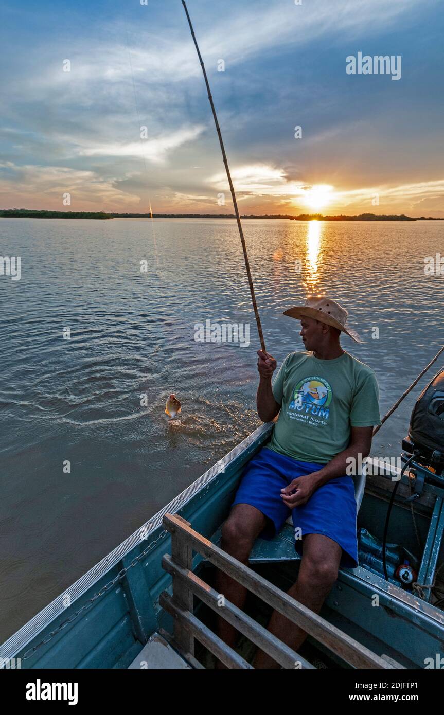 Piranha fischen -Fotos und -Bildmaterial in hoher Auflösung – Alamy