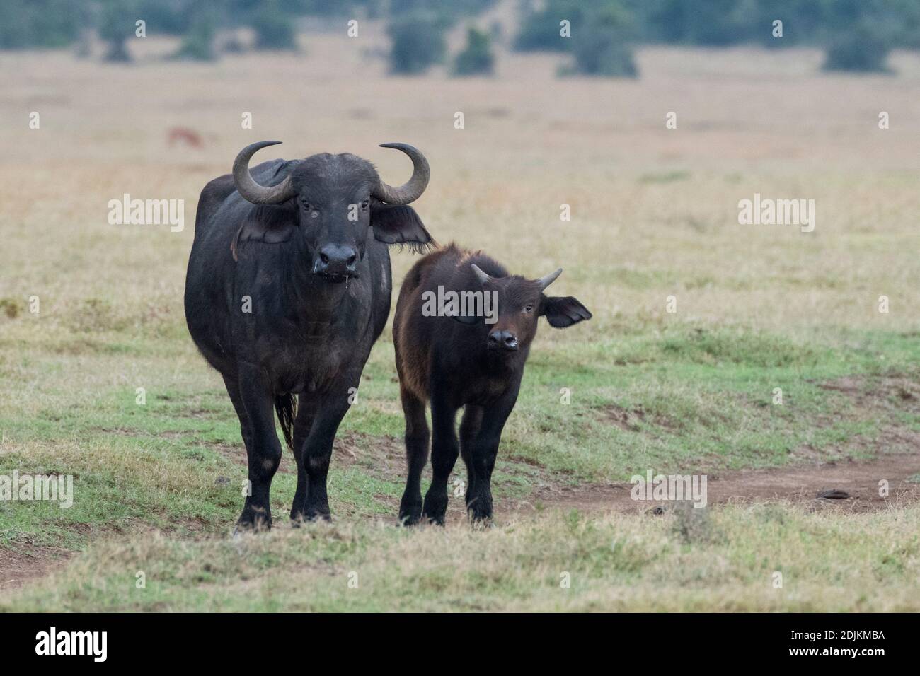 African buffalo baby -Fotos und -Bildmaterial in hoher Auflösung – Alamy