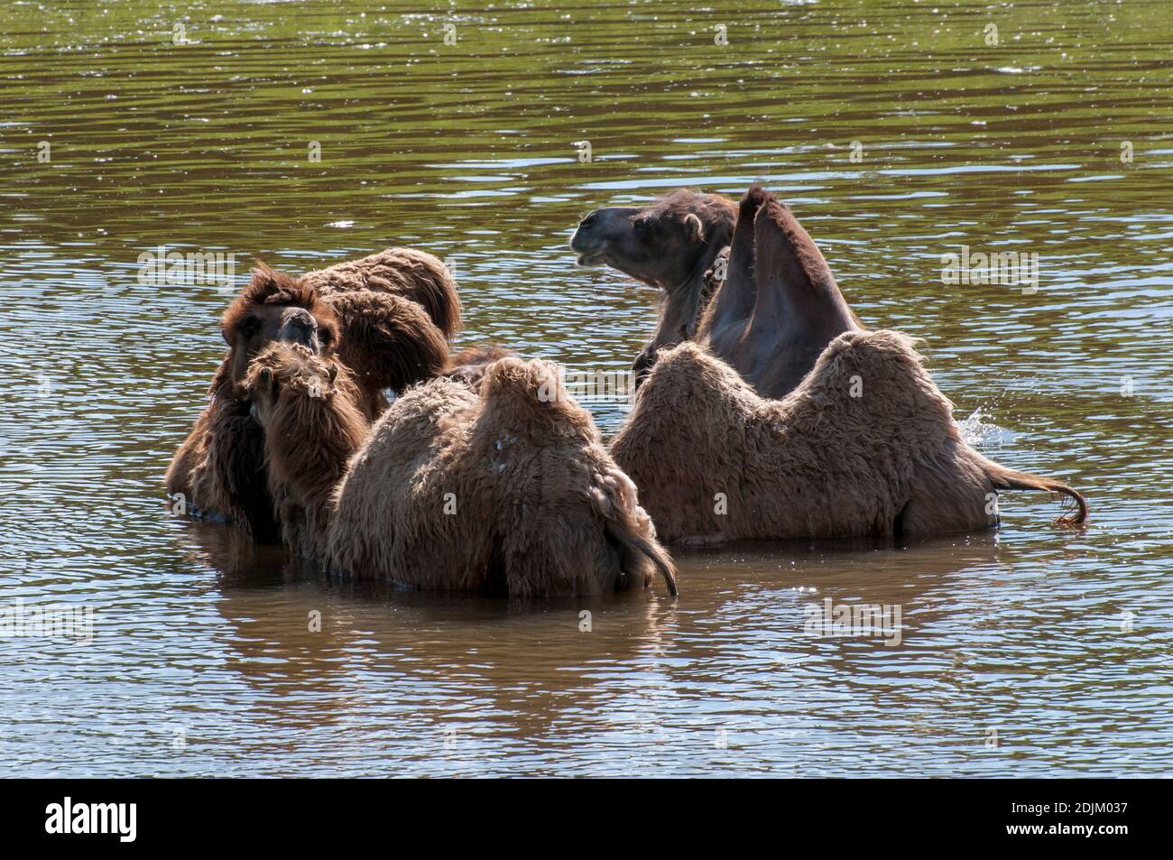 Bactrain kamel -Fotos und -Bildmaterial in hoher Auflösung – Alamy