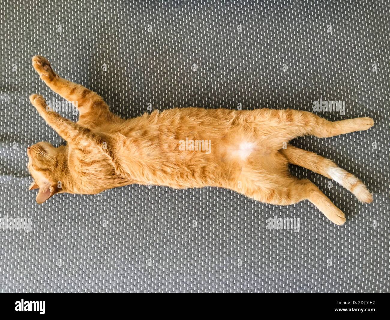 Bangkok katze -Fotos und -Bildmaterial in hoher Auflösung – Alamy