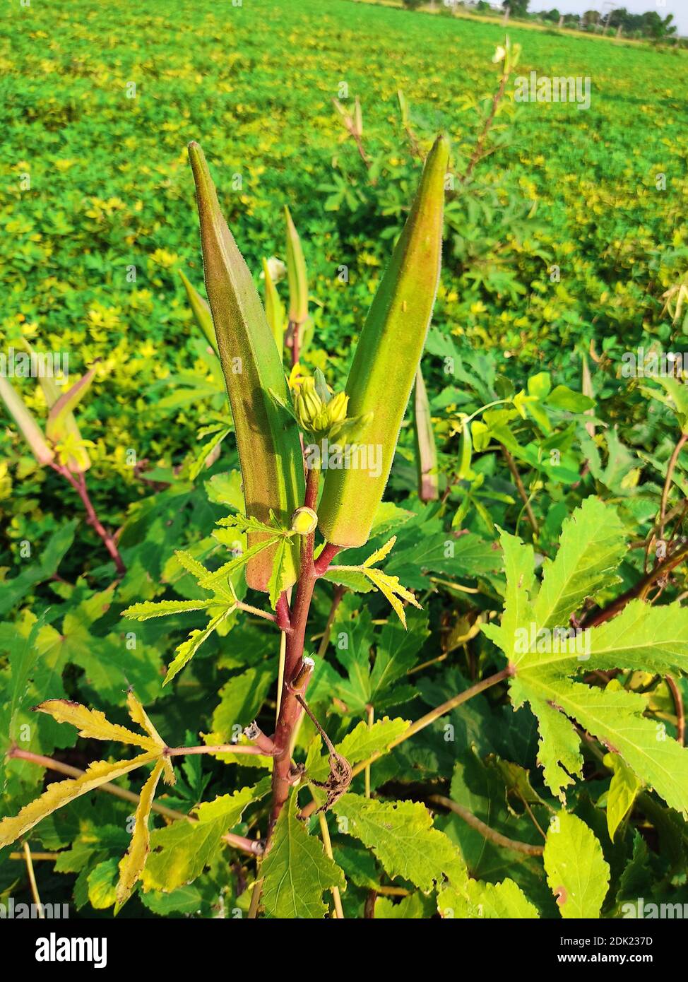 Okra Pflanze Stockfotos und -bilder Kaufen - Alamy