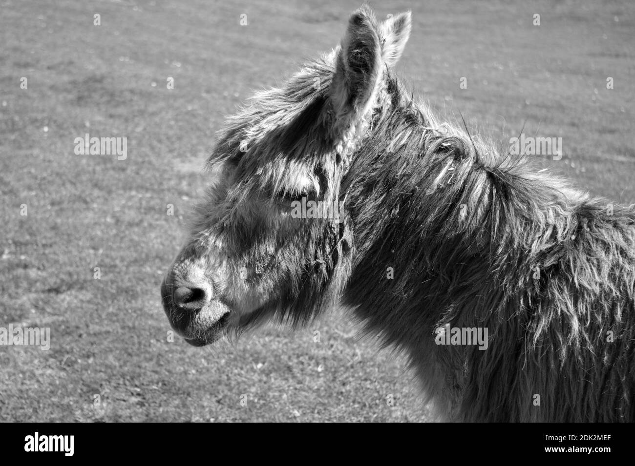 Esel kopf -Fotos und -Bildmaterial in hoher Auflösung - Seite 2 - Alamy