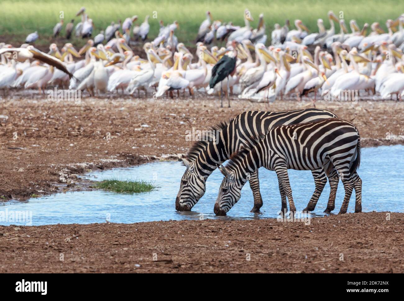 Pelikane trinkwasser -Fotos und -Bildmaterial in hoher Auflösung – Alamy