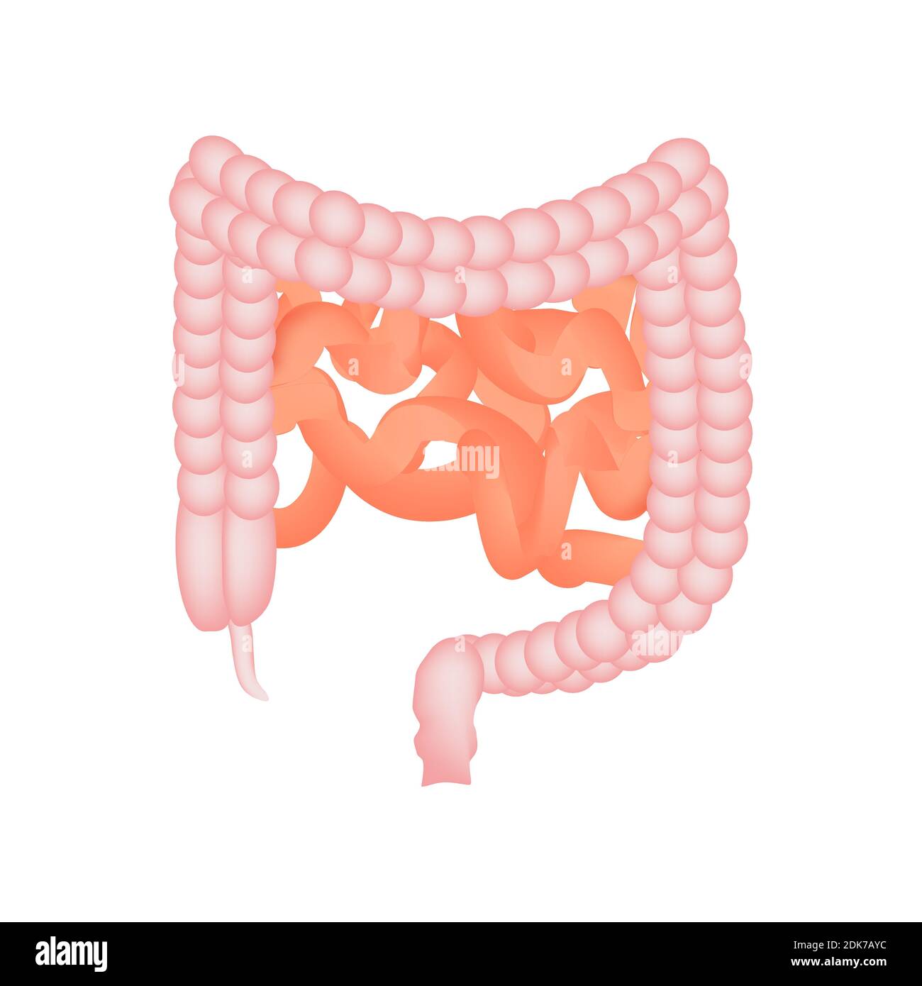 Diagramm des darmtraktes Ausgeschnittene Stockfotos und -bilder - Alamy