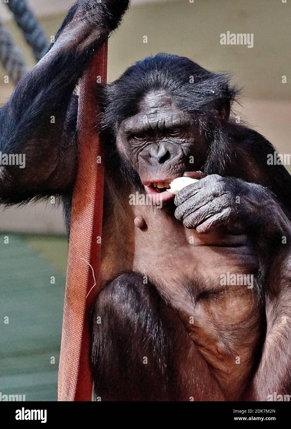 Tiere bonobo -Fotos und -Bildmaterial in hoher Auflösung – Alamy