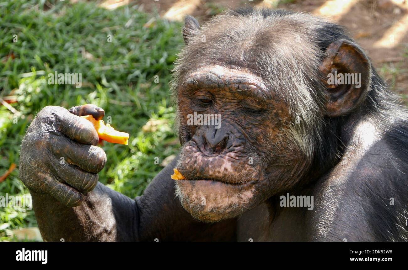 Chimpanzee Human Hand Stockfotos und -bilder Kaufen - Alamy