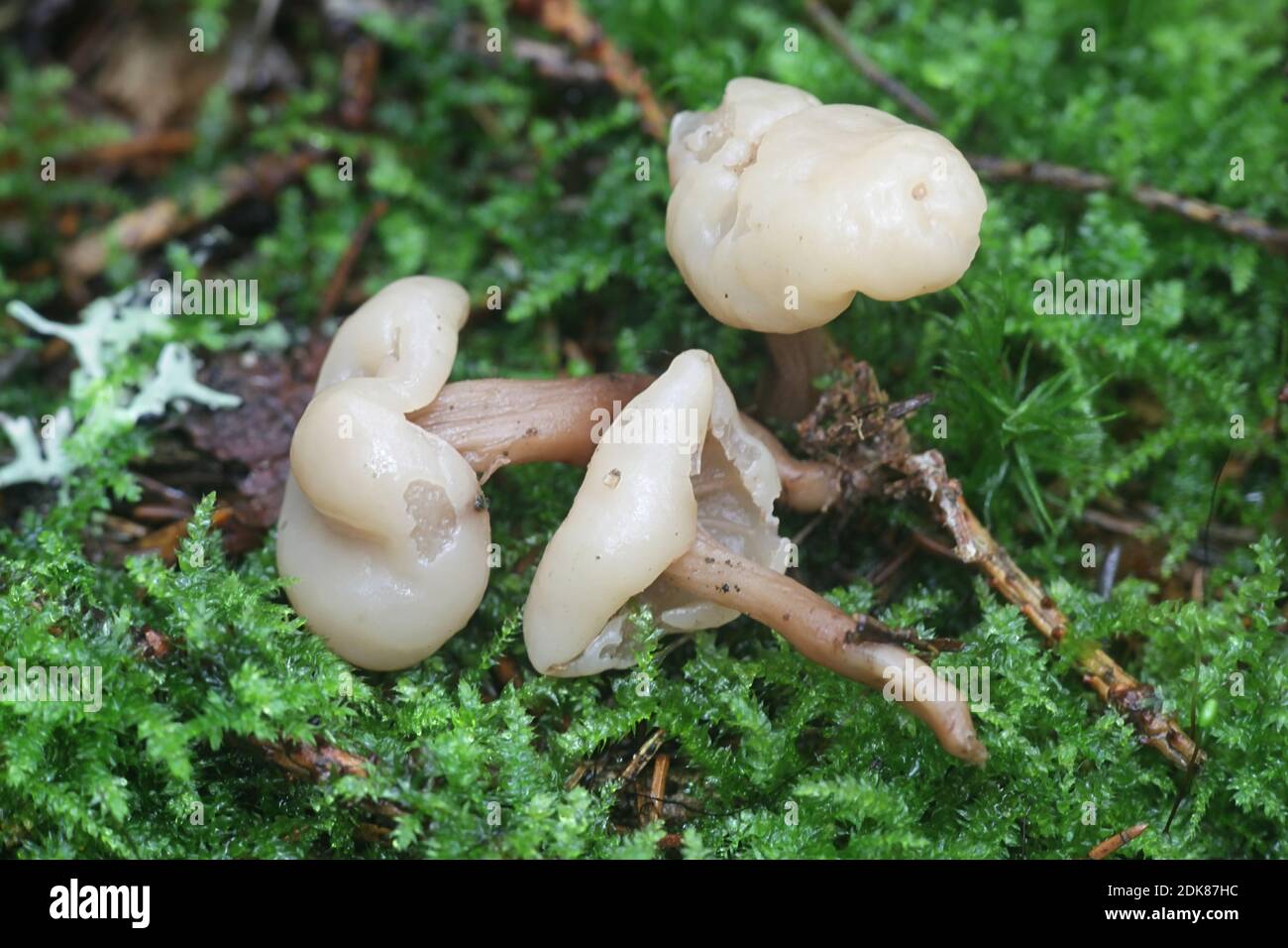 Zimt jellybaby -Fotos und -Bildmaterial in hoher Auflösung – Alamy