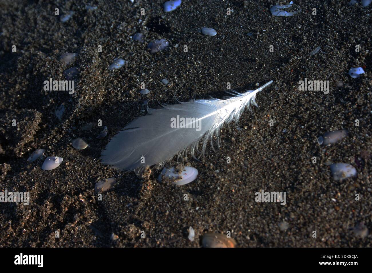 Grauer engelsfisch Stockfotos und -bilder Kaufen - Alamy