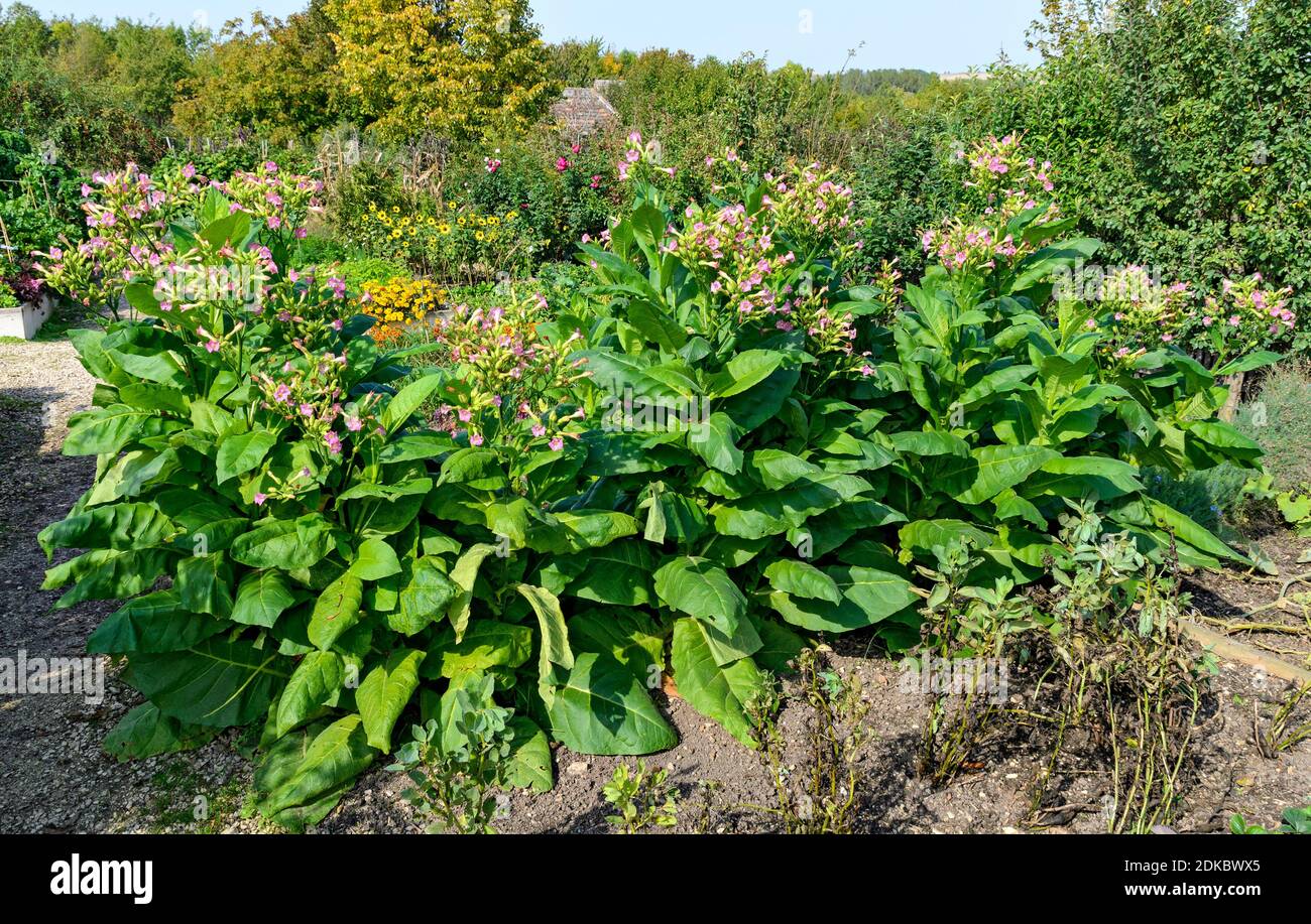 Austria tabak -Fotos und -Bildmaterial in hoher Auflösung – Alamy