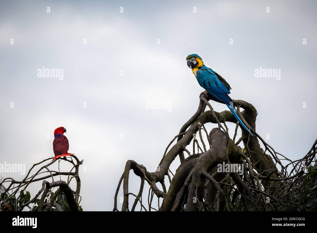 Papagei auf dem fahrrad -Fotos und -Bildmaterial in hoher Auflösung – Alamy
