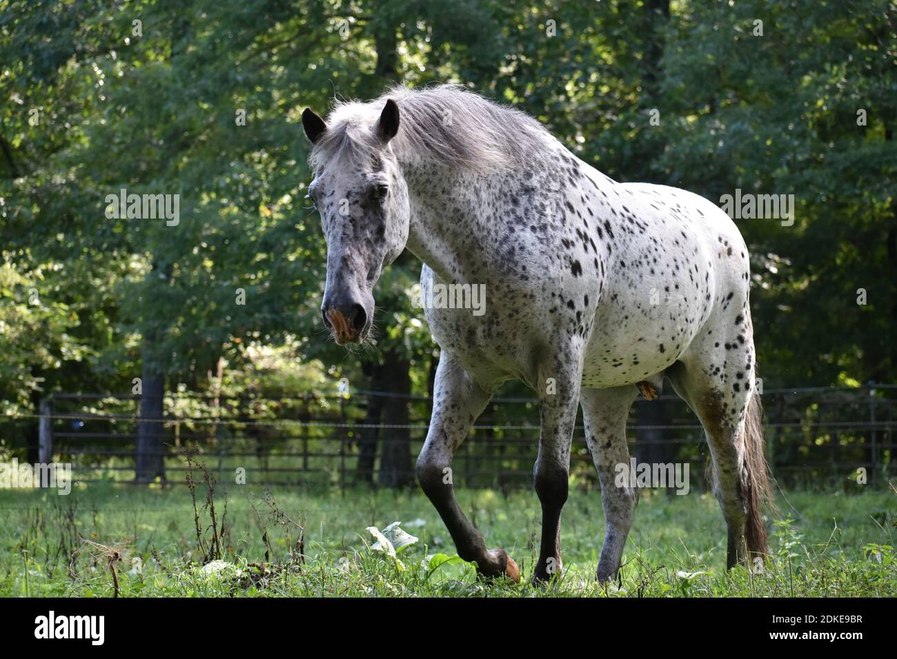 Stehendes geflecktes pferd -Fotos und -Bildmaterial in hoher Auflösung ...