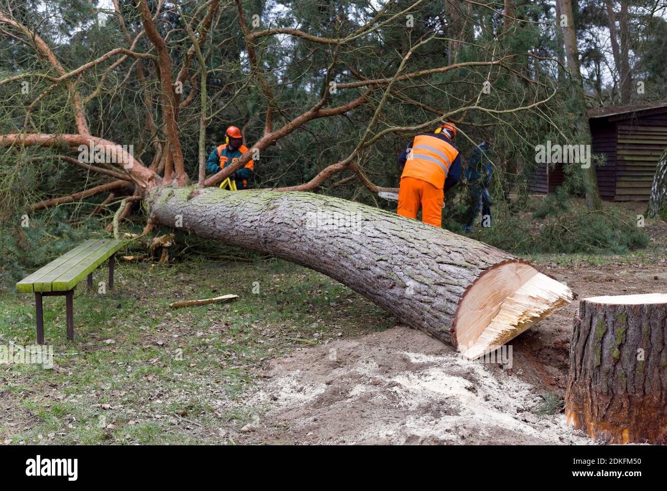 Einen baum aufarbeiten -Fotos und -Bildmaterial in hoher Auflösung – Alamy