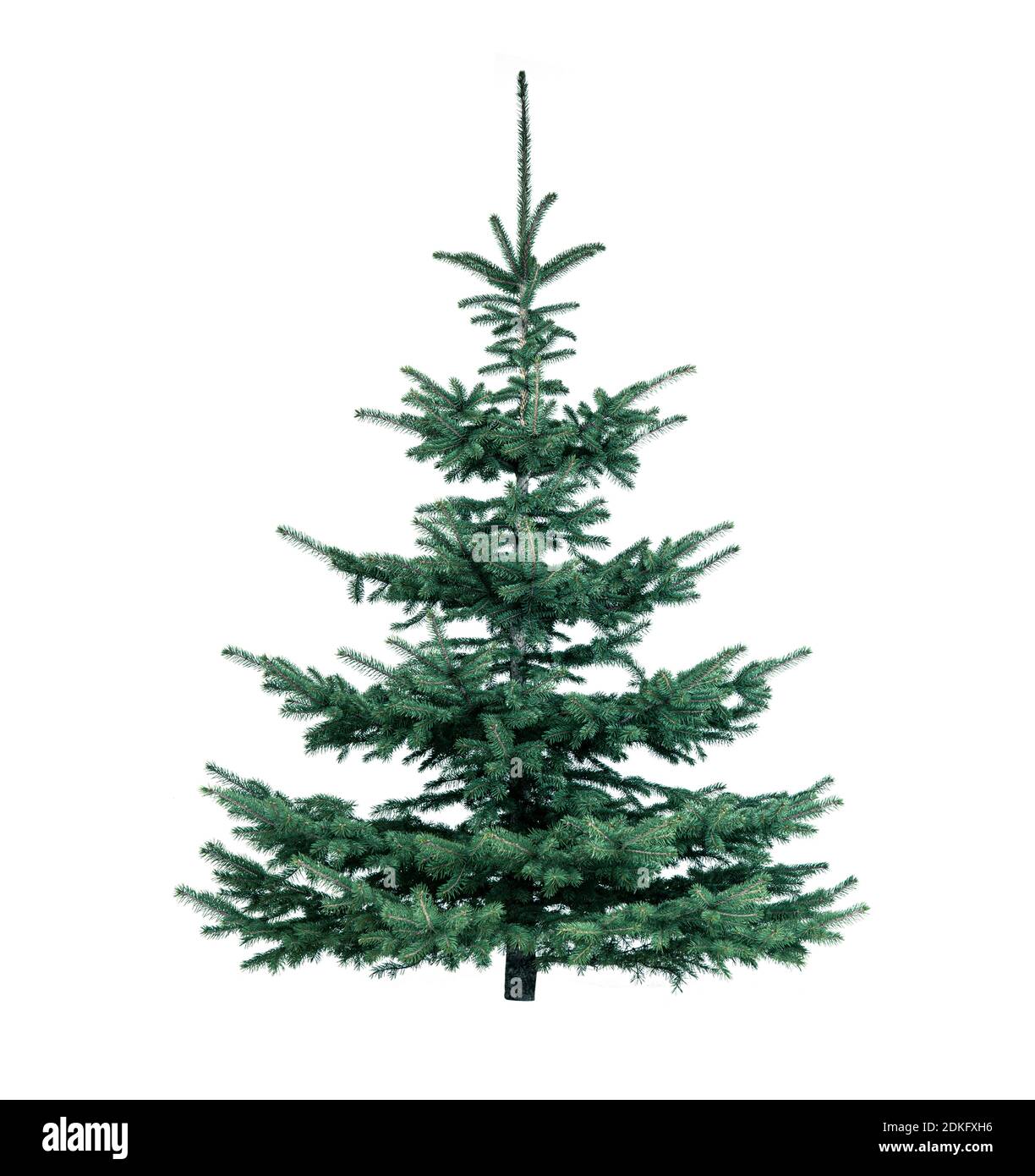 Tanne freisteller -Fotos und -Bildmaterial in hoher Auflösung – Alamy