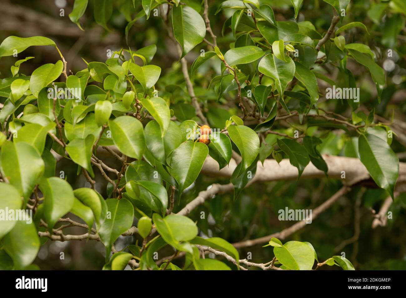 Weinender Feigenbaum Ficus Benjamina Stockfotos und -bilder Kaufen - Alamy