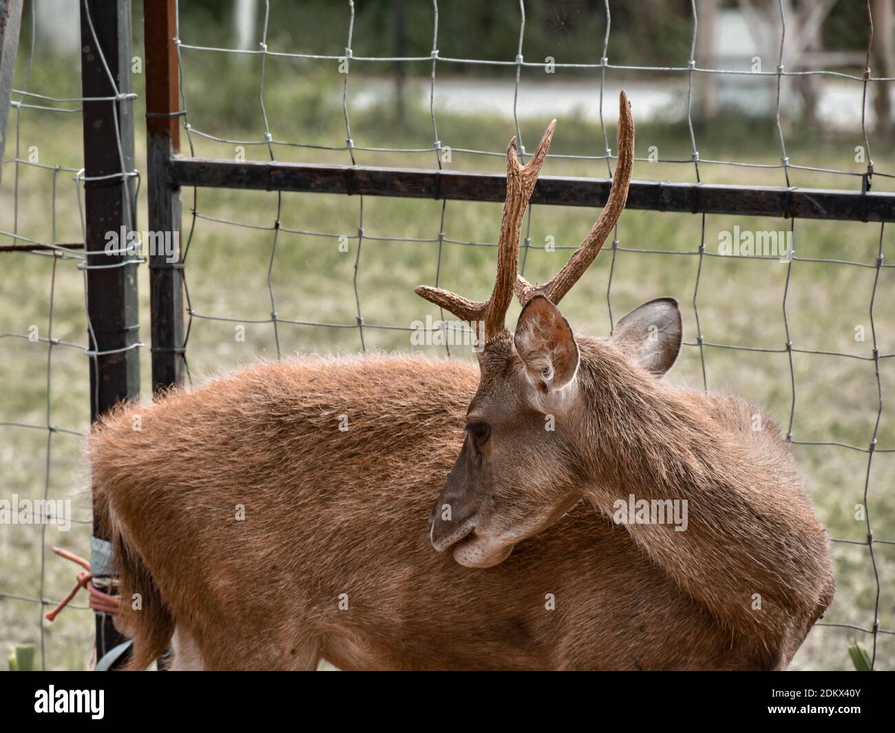 Hirsch in einem zoo -Fotos und -Bildmaterial in hoher Auflösung – Alamy
