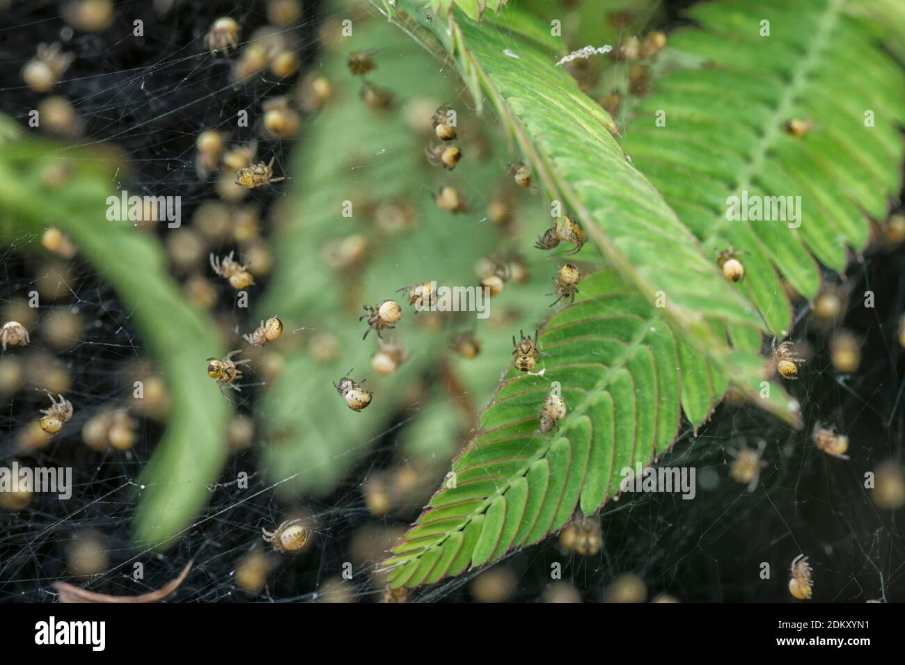Baby gelbe gartenspinnen -Fotos und -Bildmaterial in hoher Auflösung ...