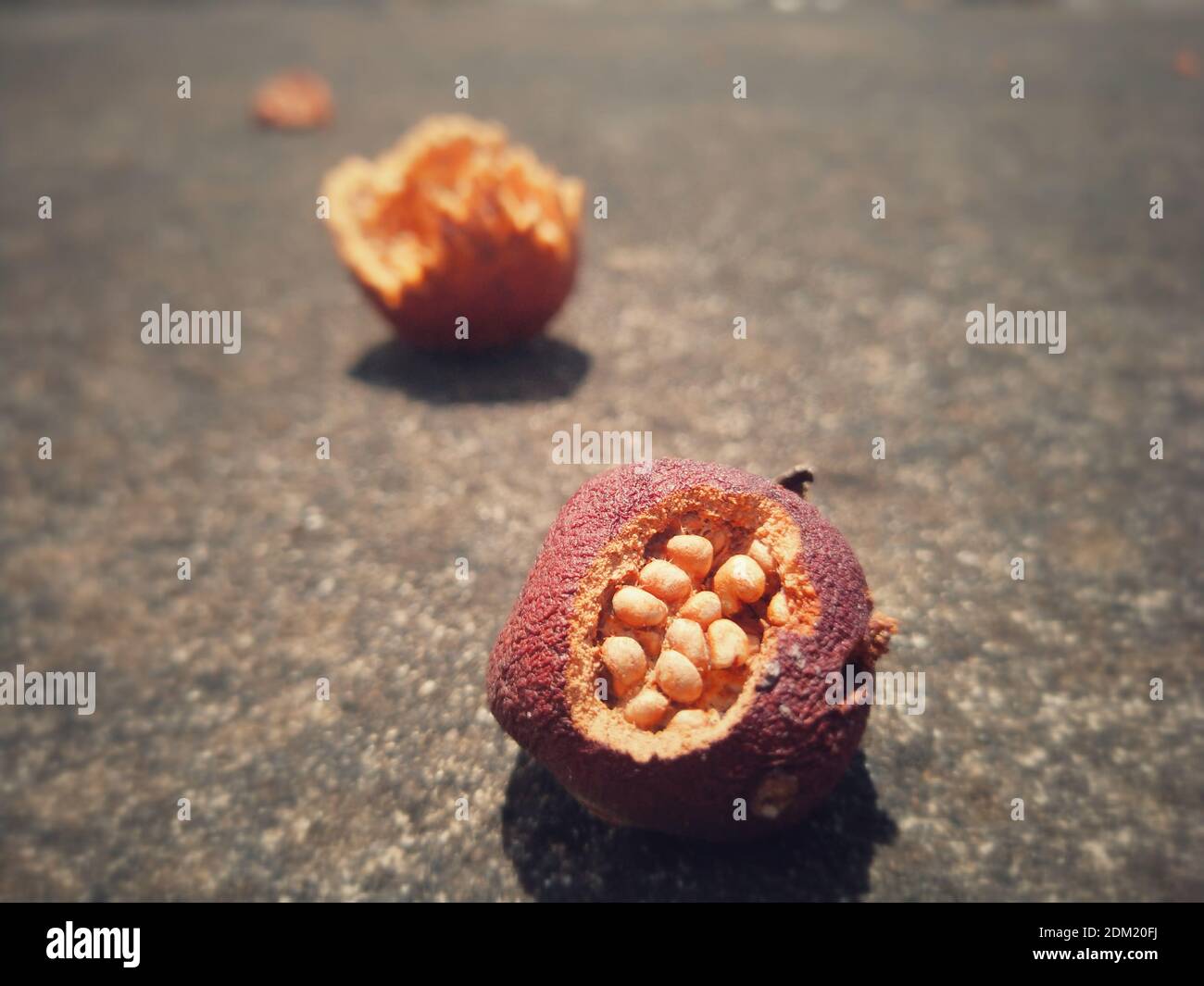 Getrocknet gegessen -Fotos und -Bildmaterial in hoher Auflösung – Alamy