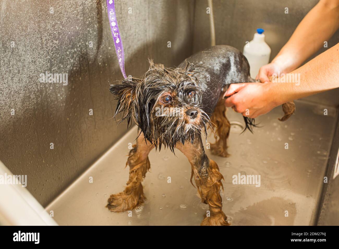 Dreckiger hund badewanne -Fotos und -Bildmaterial in hoher Auflösung ...