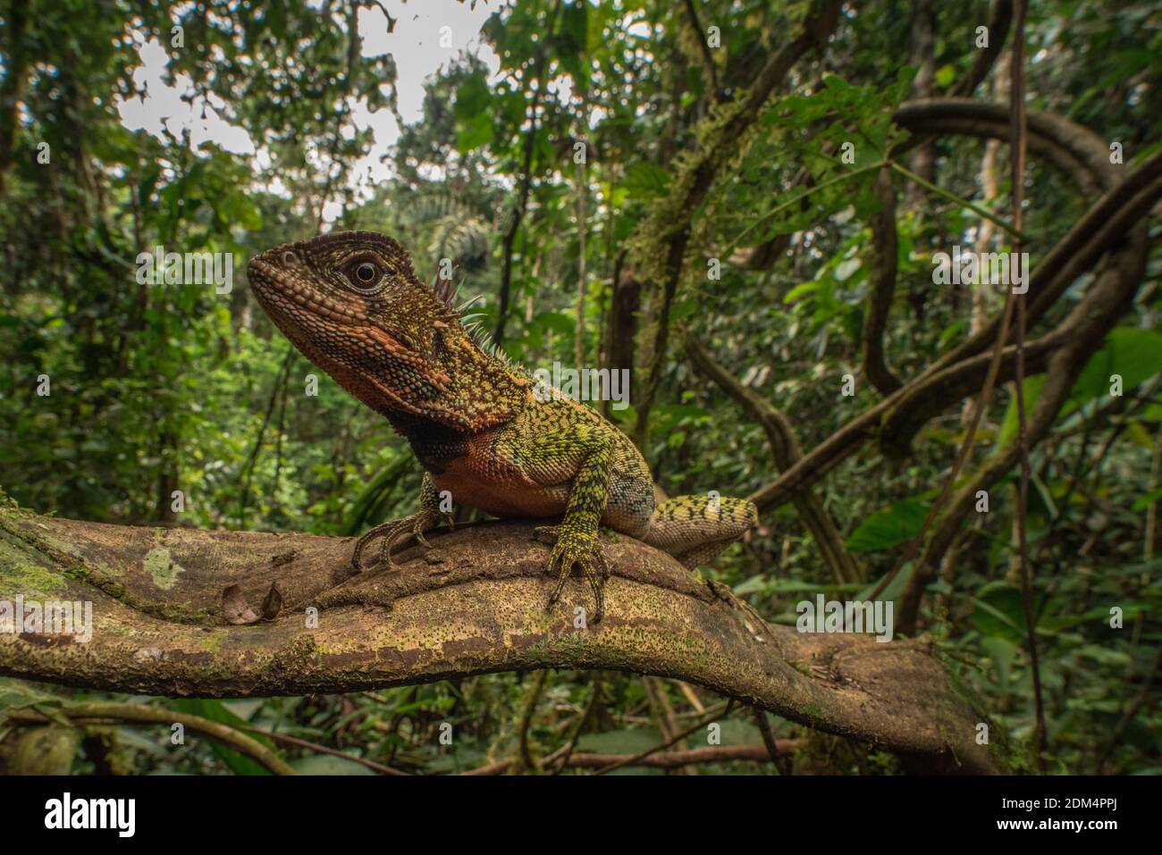 Enyalioides laticeps -Fotos und -Bildmaterial in hoher Auflösung – Alamy