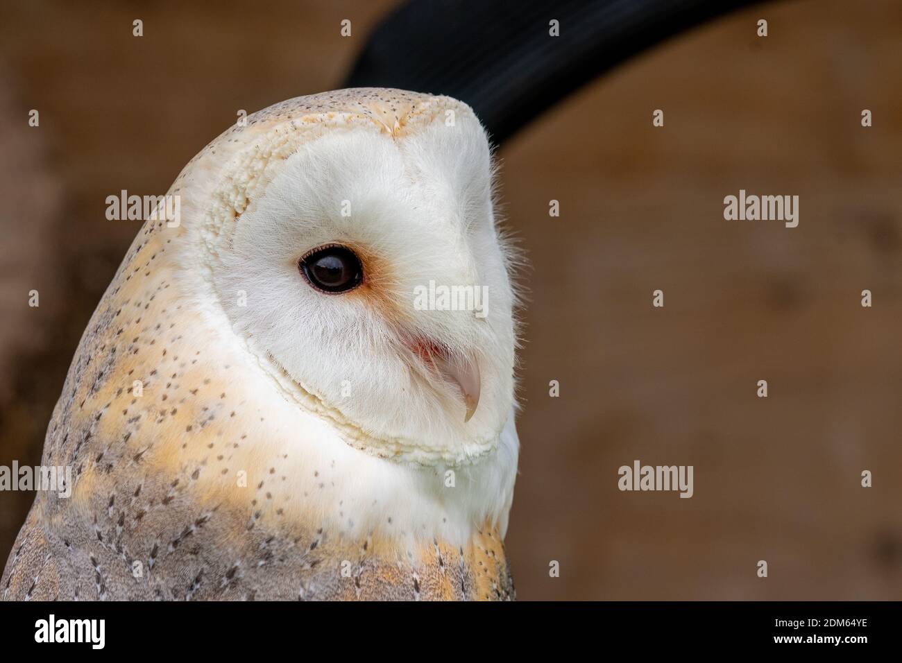 Kopf einer eule -Fotos und -Bildmaterial in hoher Auflösung – Alamy