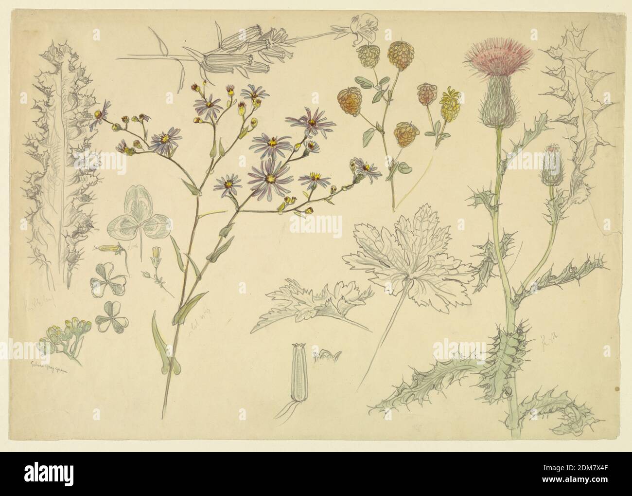 Studien von Meadow Flowers, Samuel Colman, Amerikaner, 1832–1920 ...