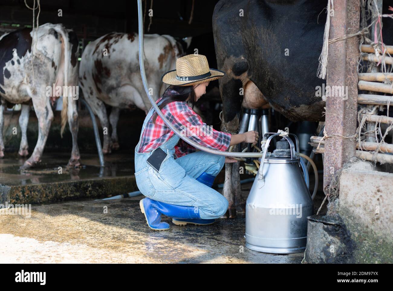 Young woman milking cow -Fotos und -Bildmaterial in hoher Auflösung – Alamy