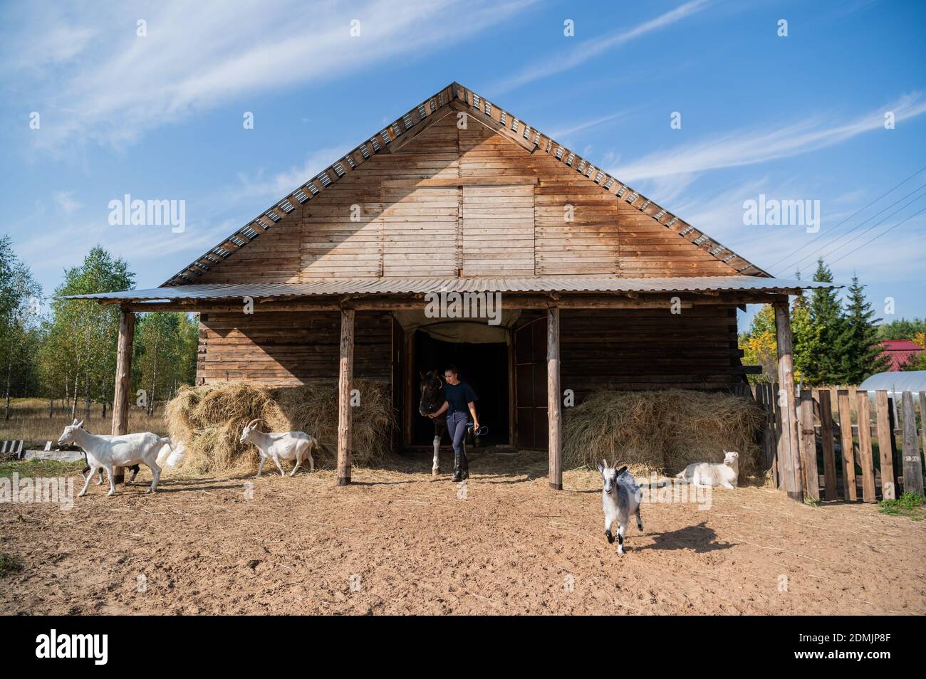 Stehendes pferd in einem stall -Fotos und -Bildmaterial in hoher ...
