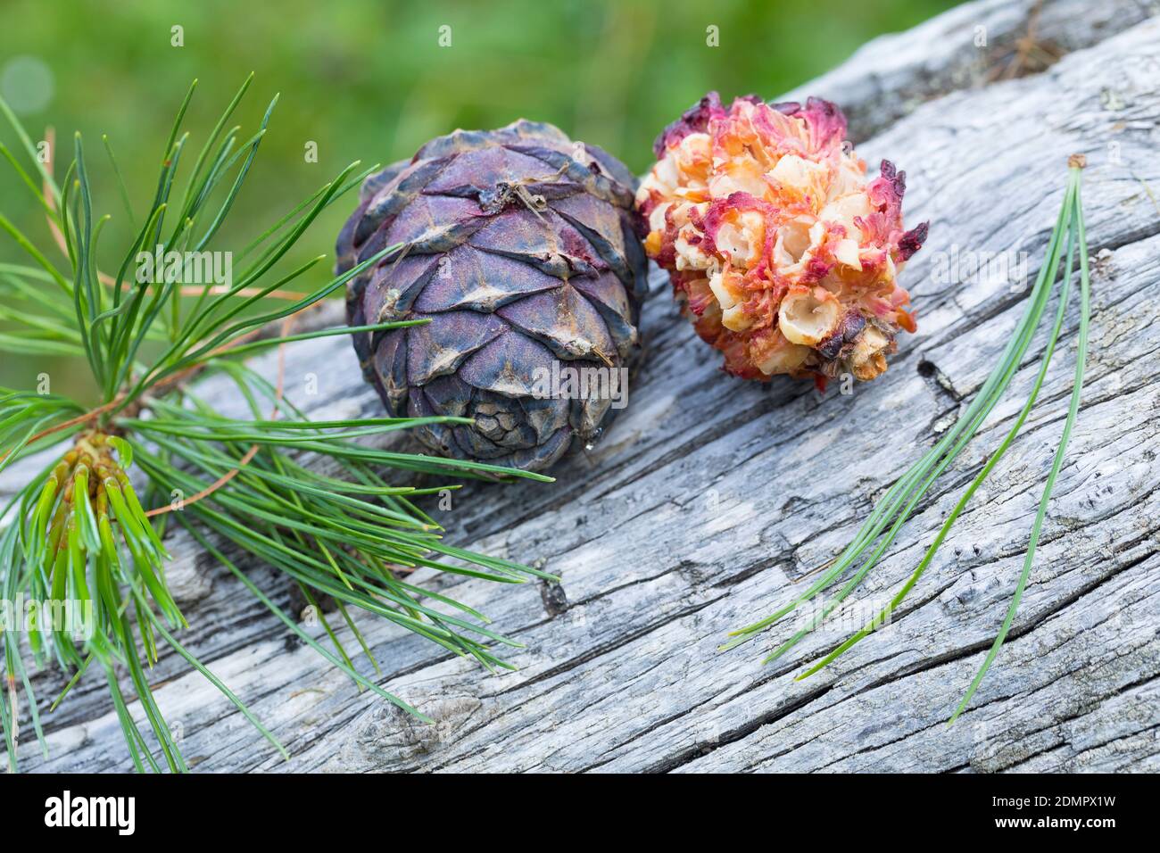 Cembra kiefer Stockfotos und -bilder Kaufen - Alamy