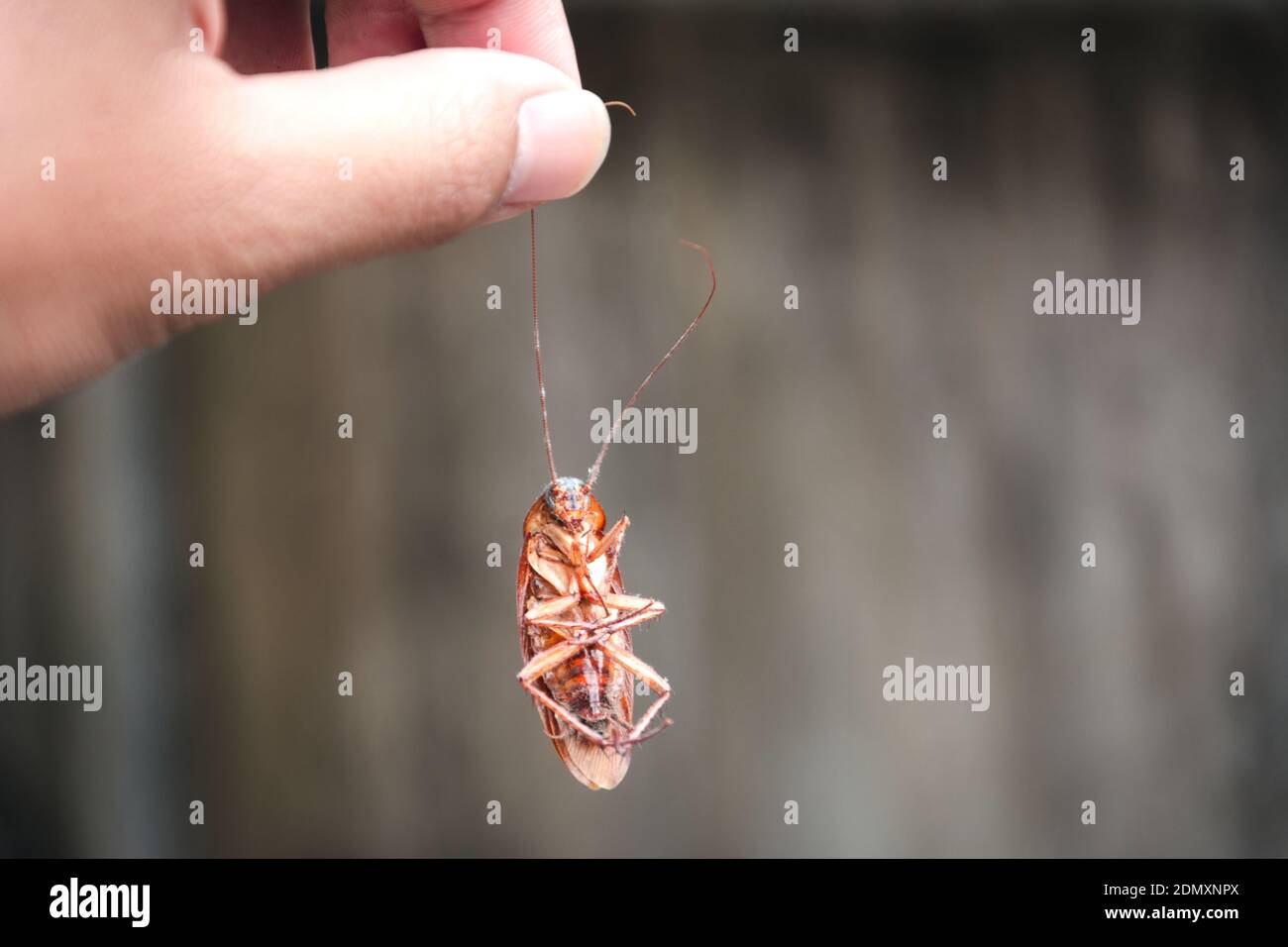 Menschliche kakerlake -Fotos und -Bildmaterial in hoher Auflösung – Alamy