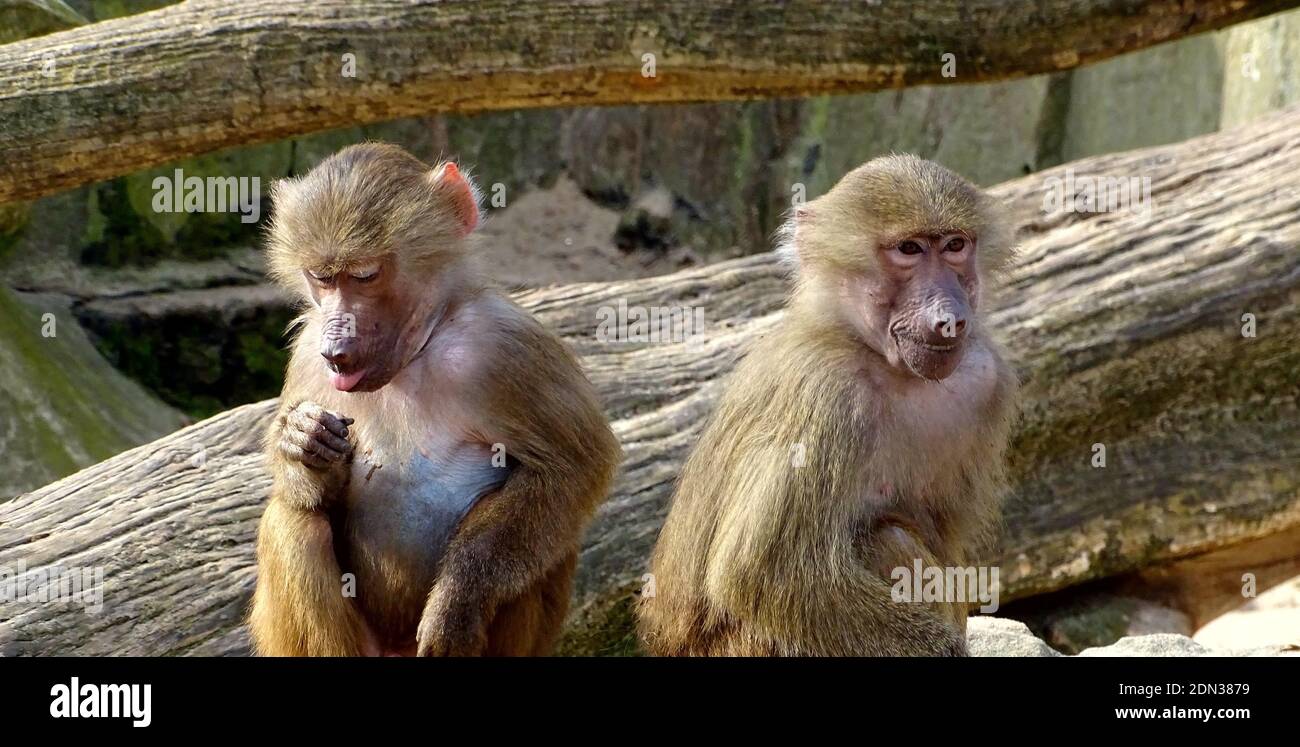 Grupe affen an baum -Fotos und -Bildmaterial in hoher Auflösung – Alamy