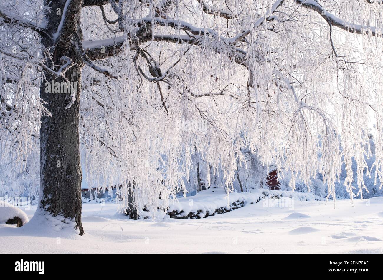 White birch in winter -Fotos und -Bildmaterial in hoher Auflösung ...