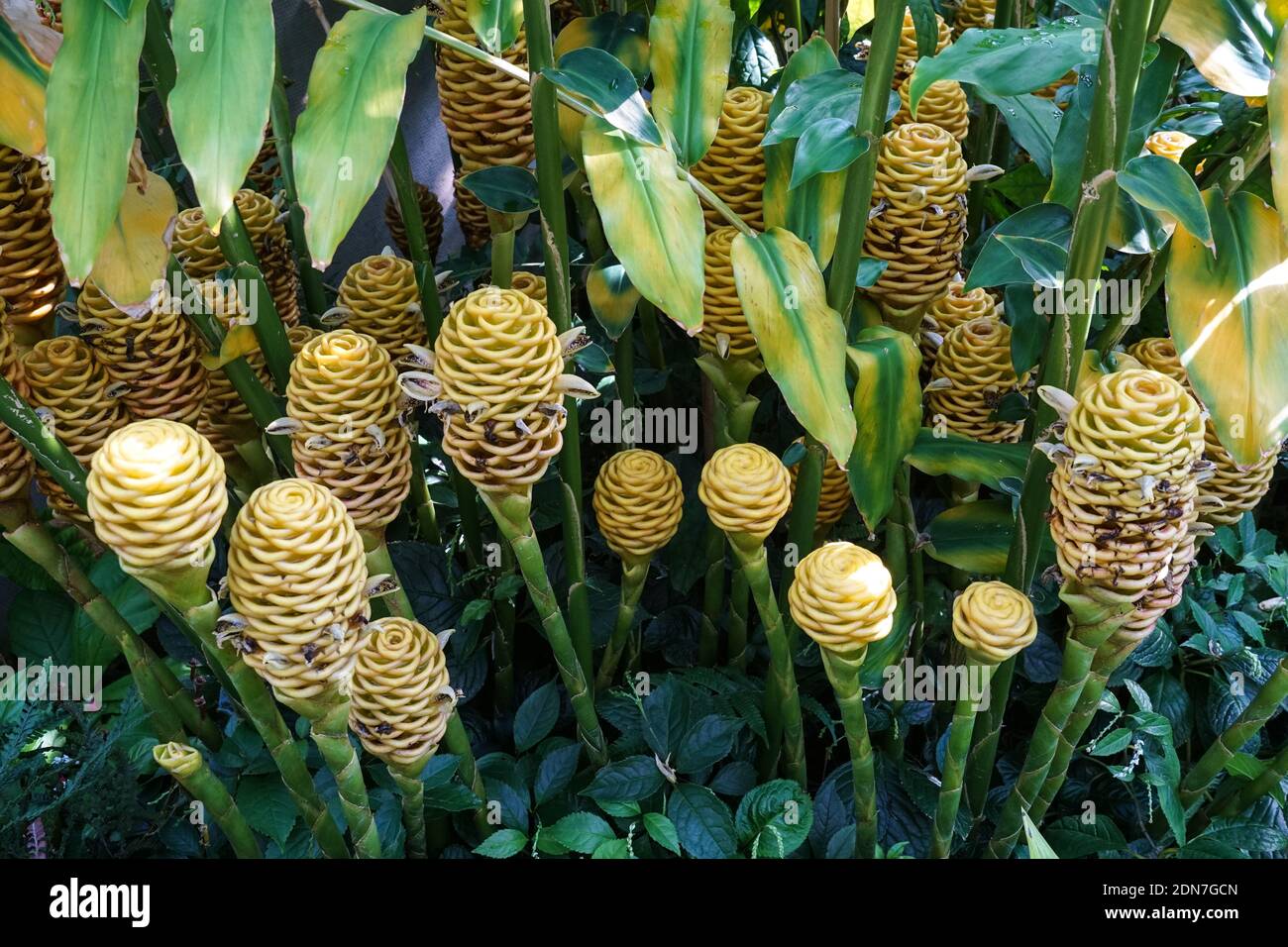 Ingwer pflanze -Fotos und -Bildmaterial in hoher Auflösung – Alamy