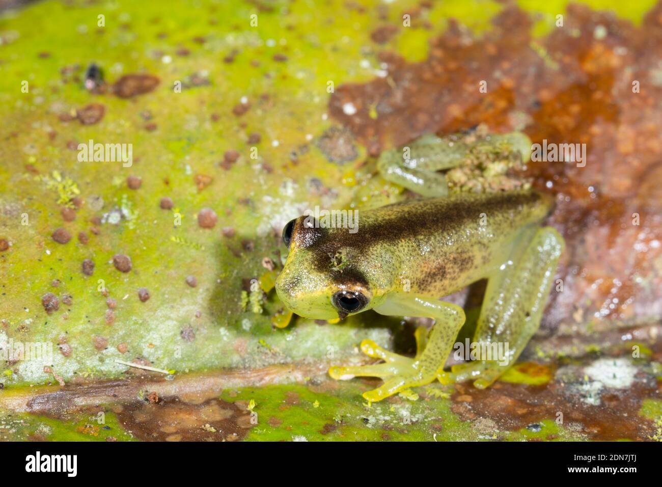 Metamorphosis from the tadpole to the frog -Fotos und -Bildmaterial in ...