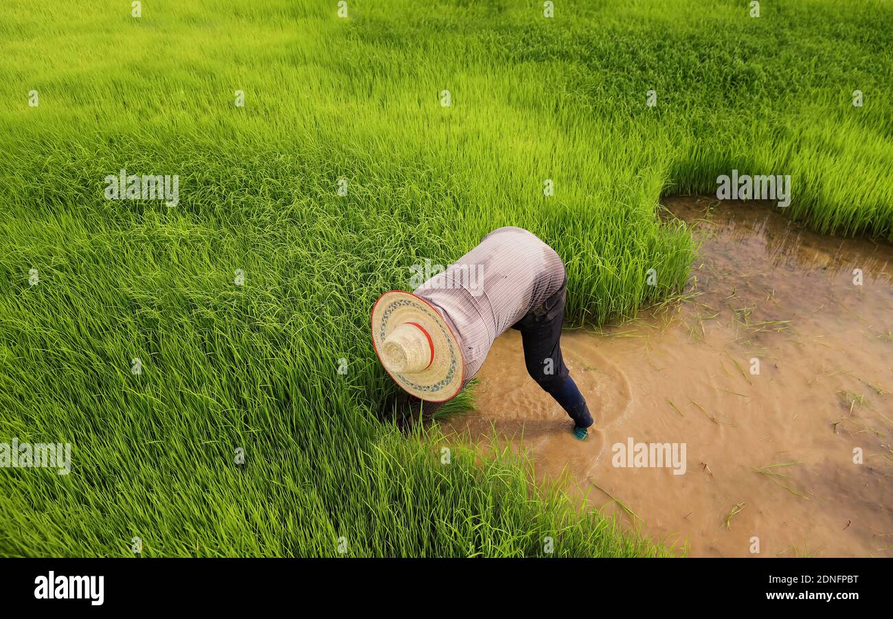 Rice field thailand -Fotos und -Bildmaterial in hoher Auflösung – Alamy