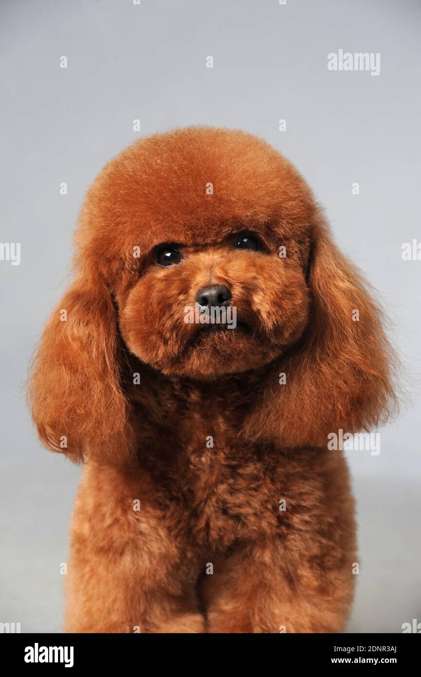 Toy poodle -Fotos und -Bildmaterial in hoher Auflösung – Alamy