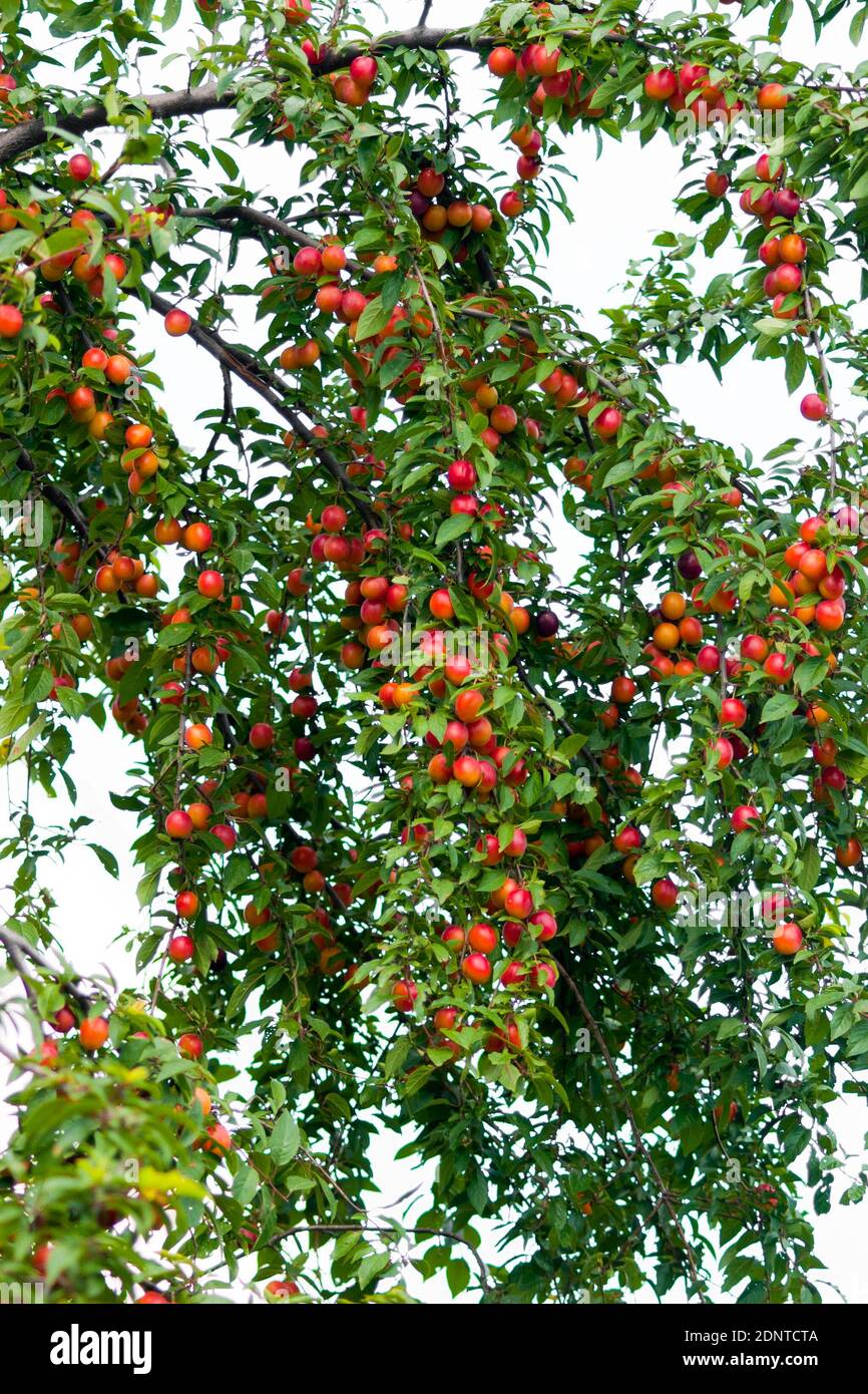 Kirschpflaumenbaum Sommer Stockfotos und -bilder Kaufen - Alamy