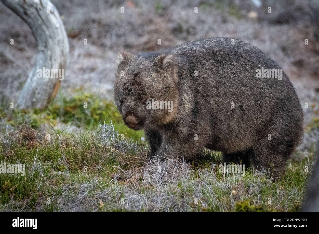 Wombat flach -Fotos und -Bildmaterial in hoher Auflösung – Alamy