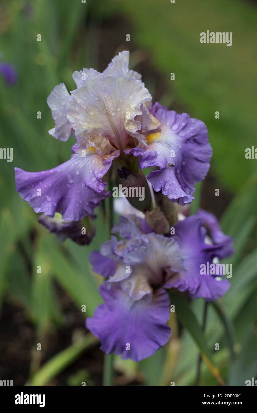 Mutter erde -Fotos und -Bildmaterial in hoher Auflösung – Alamy