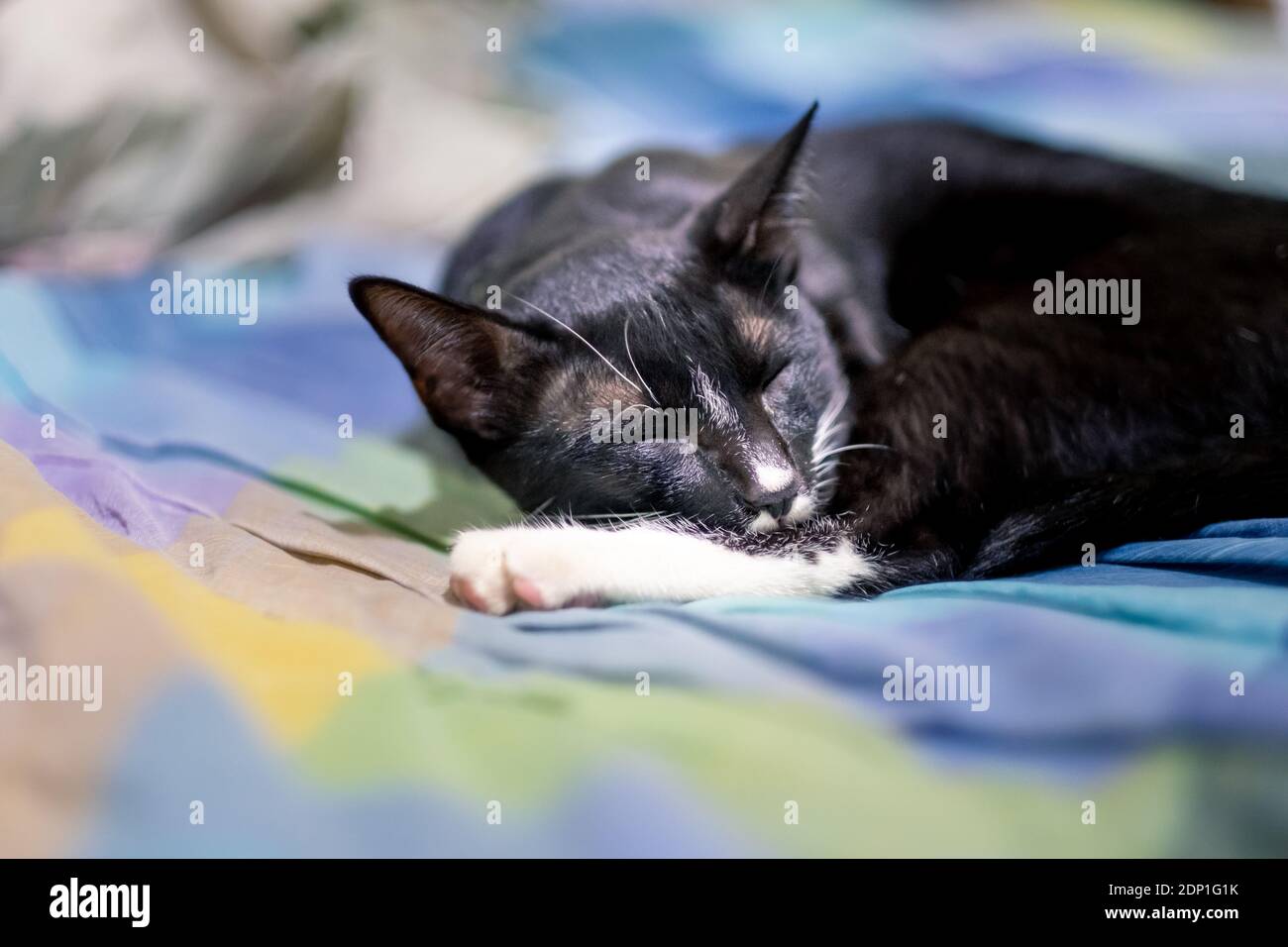 Hauskatze, die auf das bett legt -Fotos und -Bildmaterial in hoher ...