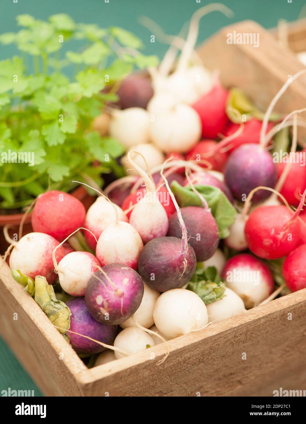 Radieschen blumenkasten -Fotos und -Bildmaterial in hoher Auflösung – Alamy