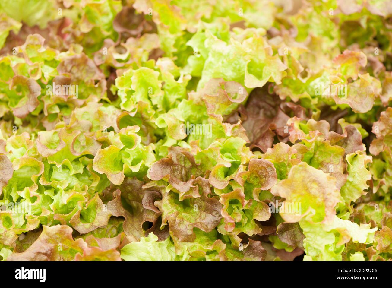 Nahaufnahme von lollo rosso salat -Fotos und -Bildmaterial in hoher ...