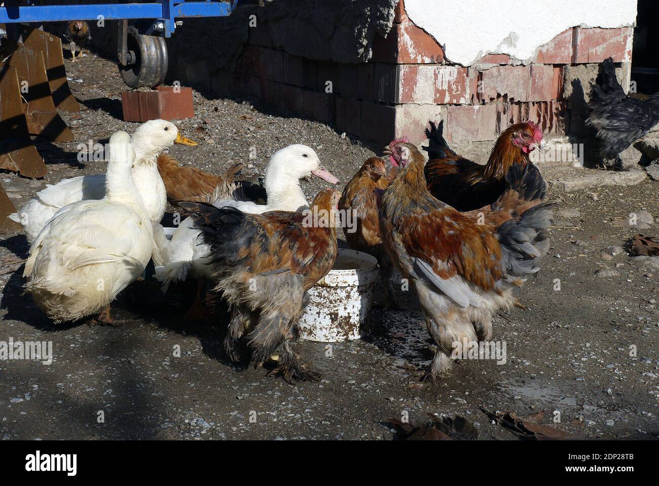 Enten essen und trinken -Fotos und -Bildmaterial in hoher Auflösung – Alamy