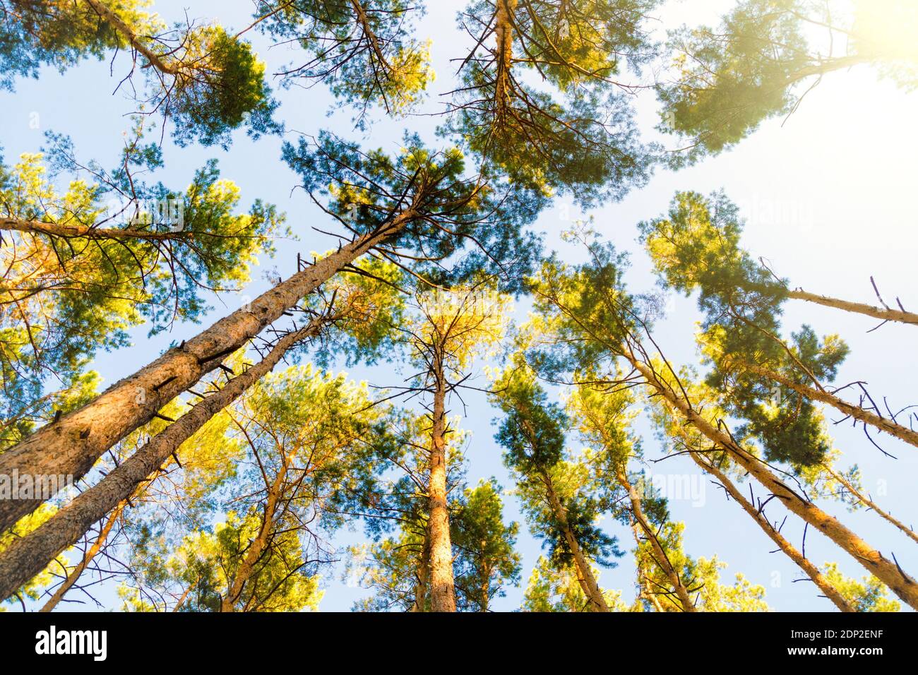 Pine trees from below -Fotos und -Bildmaterial in hoher Auflösung – Alamy