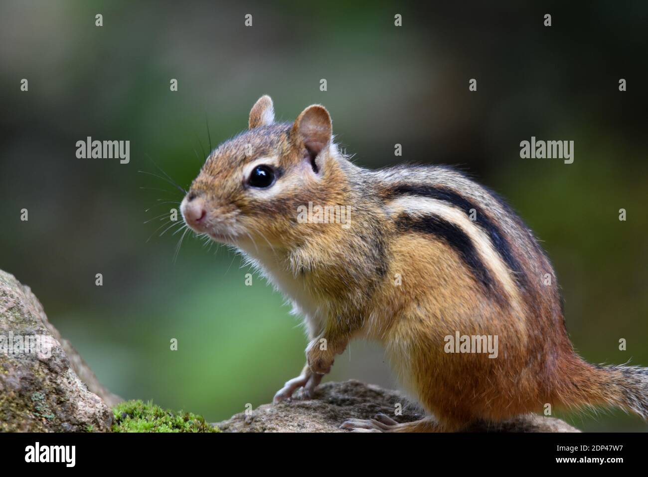 Kanada chipmunk -Fotos und -Bildmaterial in hoher Auflösung – Alamy