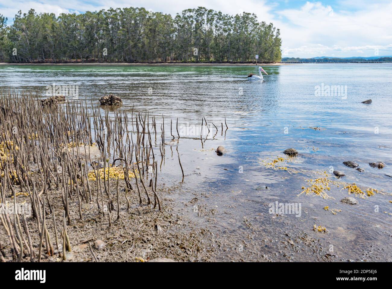 Fluss mangroven aegiceras corniculatum -Fotos und -Bildmaterial in ...