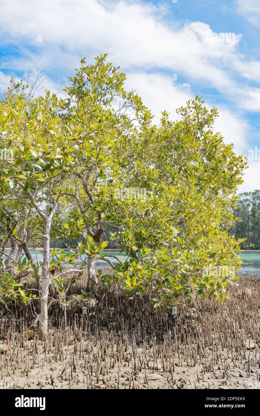 Fluss mangroven aegiceras corniculatum -Fotos und -Bildmaterial in ...