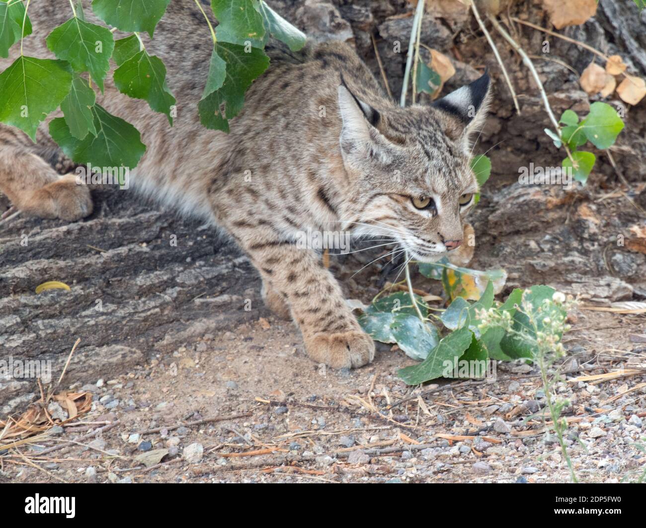 Bobcat Luchs Rufus Stockfotos und -bilder Kaufen - Alamy
