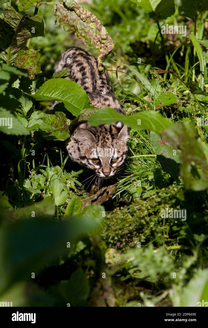 Oncilla leopardus tigrinus -Fotos und -Bildmaterial in hoher Auflösung ...
