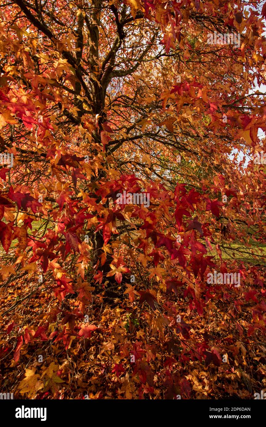 Liquidambar styraciflua corky -Fotos und -Bildmaterial in hoher ...